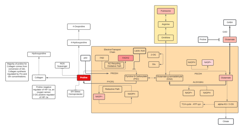 Metabolite of the Week | HMT