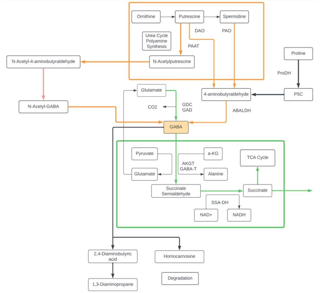 Metabolite of the Week | HMT