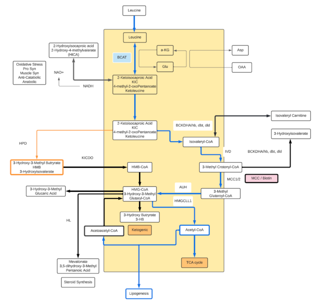 Metabolite of the Week | HMT