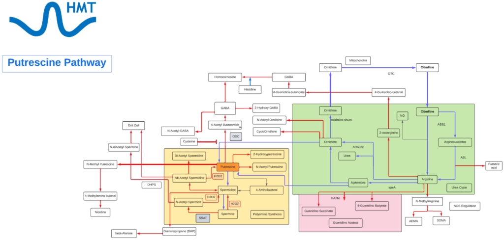 Metabolite of the Week | HMT