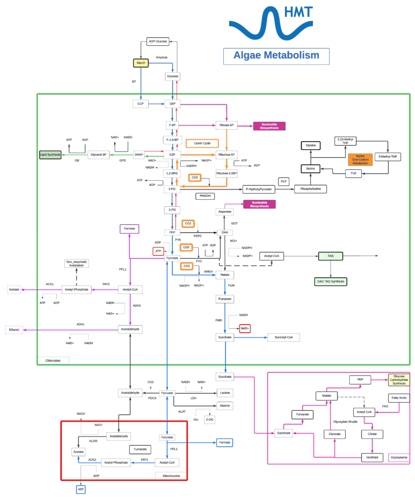 Algae Metabolism | HMT